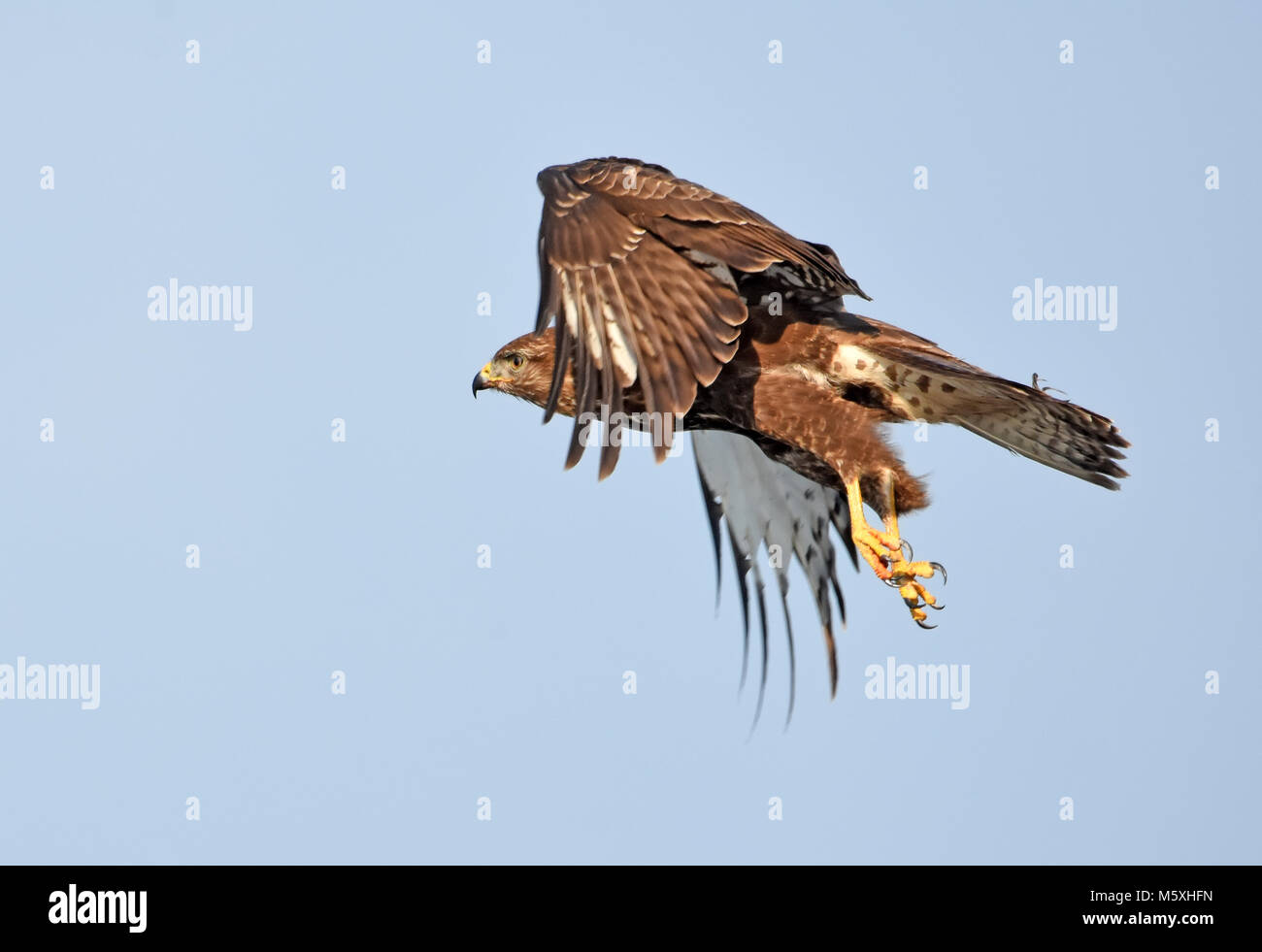 Common buzzard, Buteo buteo flying Stock Photo - Alamy