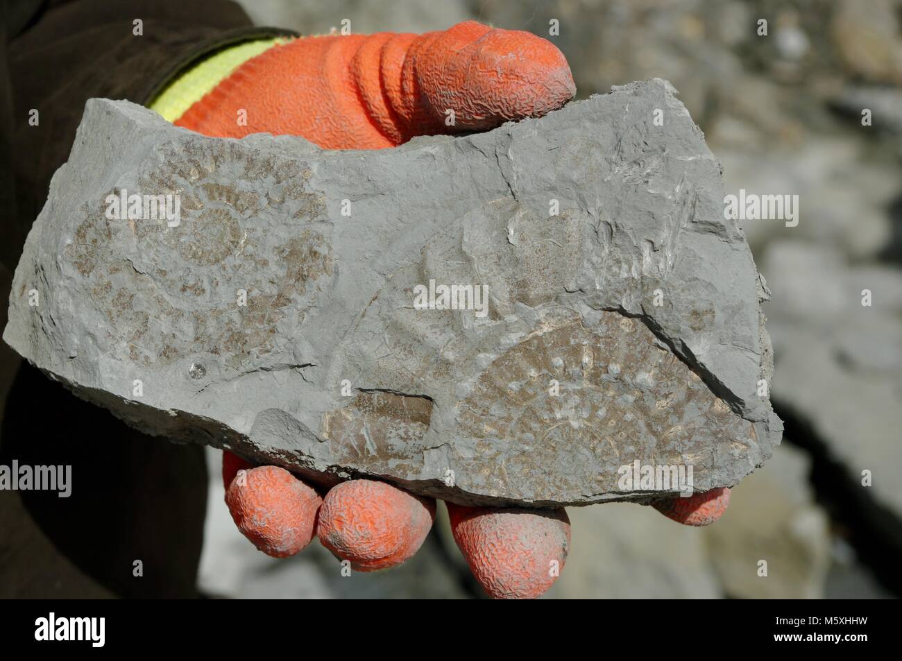 Estwing geological hammer hi-res stock photography and images - Alamy