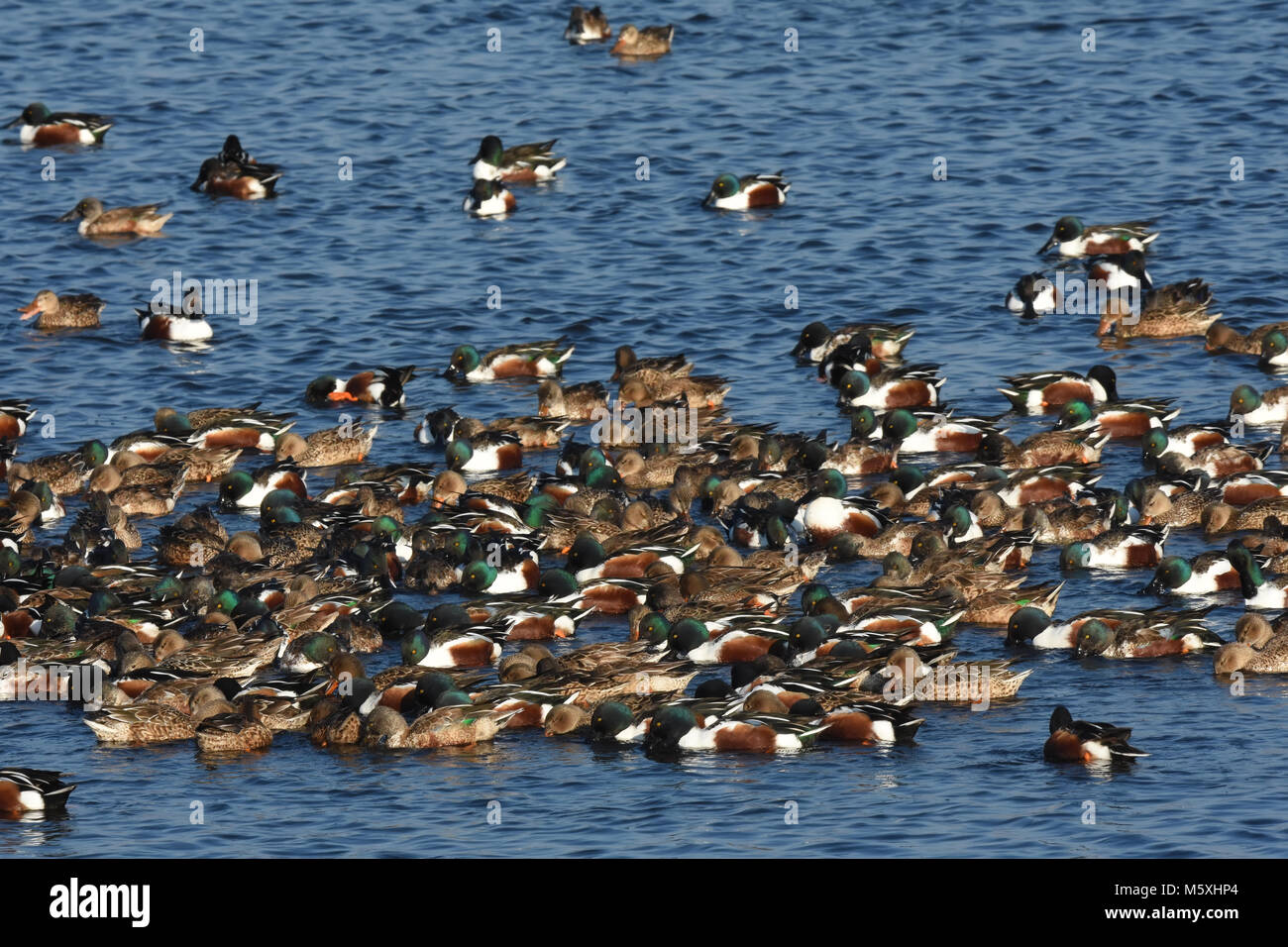 Crowded flock of dabbling ducks Stock Photo - Alamy