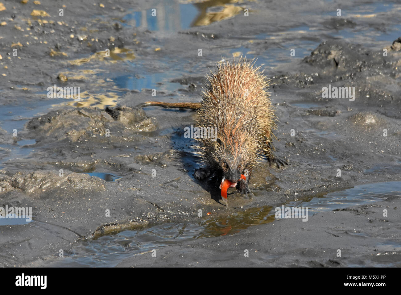 Water mongoose hi-res stock photography and images - Alamy