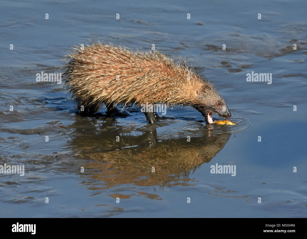 Water mongoose hi-res stock photography and images - Alamy