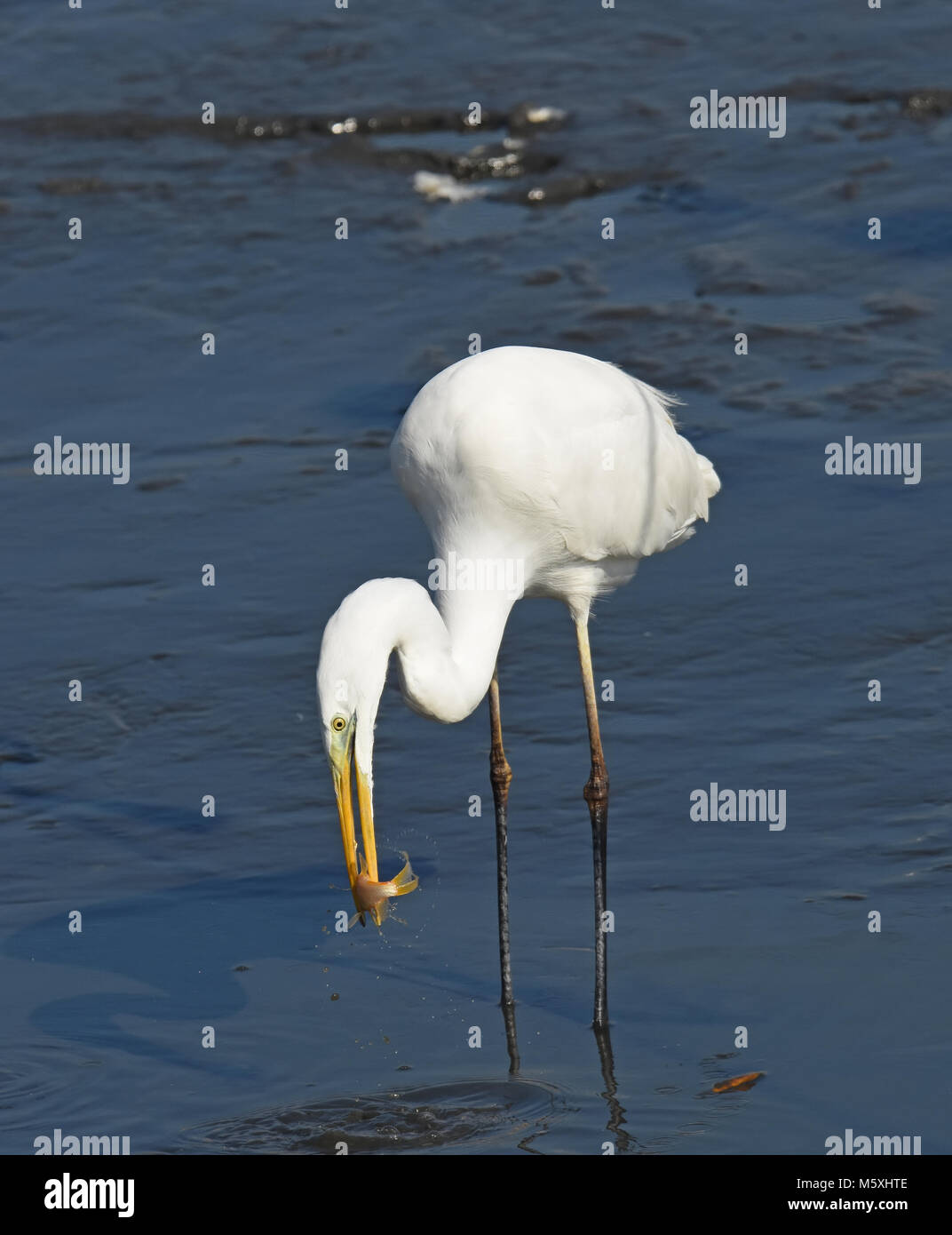Mino bird hi-res stock photography and images - Alamy