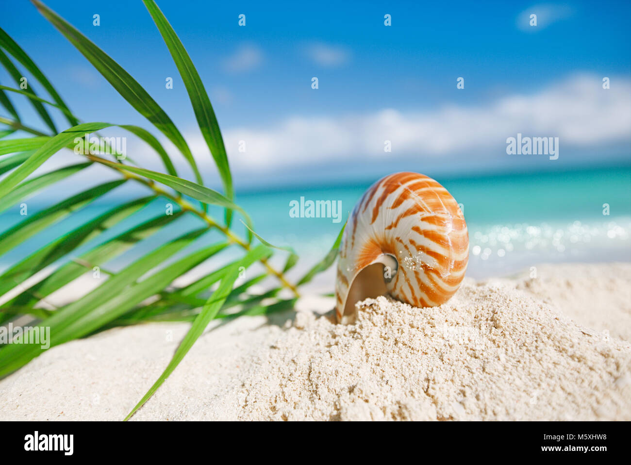 Nautilus Shell On Beach