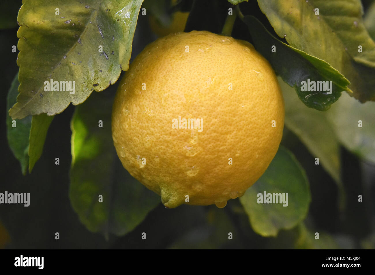 closeup of ripe lemon on lemon tree in the rain Stock Photo - Alamy