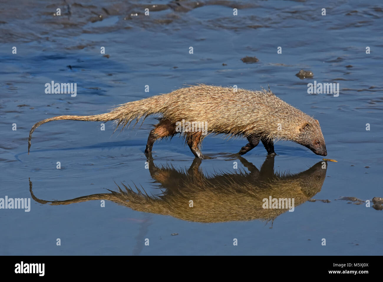 Water Mongoose