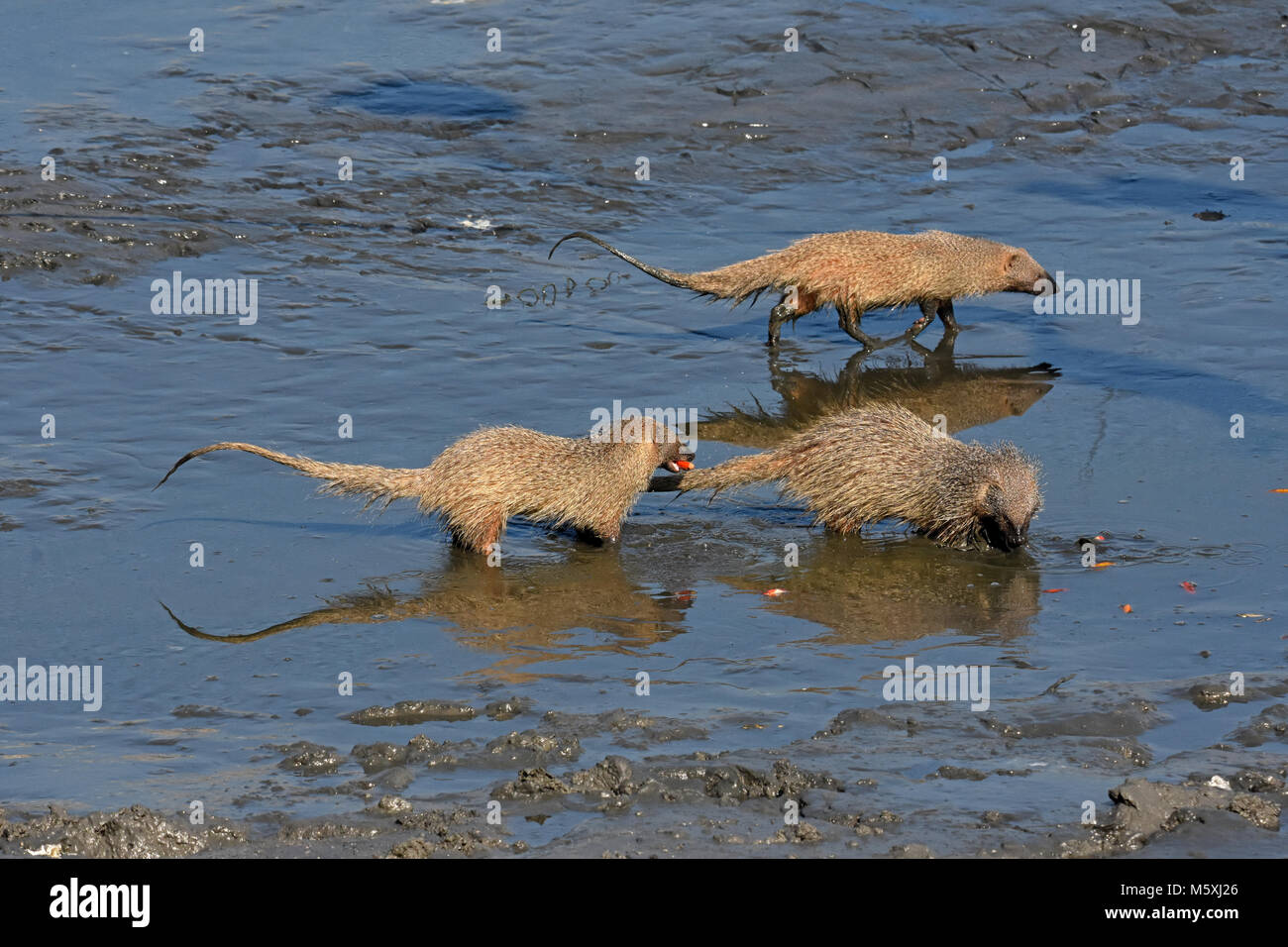 Eagyptian mongoose (Herpestes ichneumon) hunt fish in a pond Stock ...