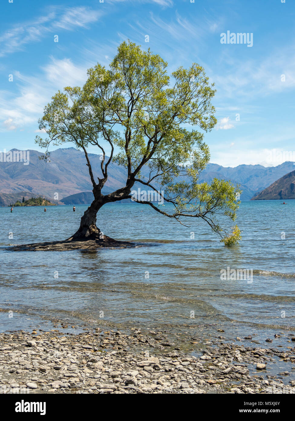 The Wanaka Tree in Lake Wanaka, New Zealand Stock Photo - Alamy