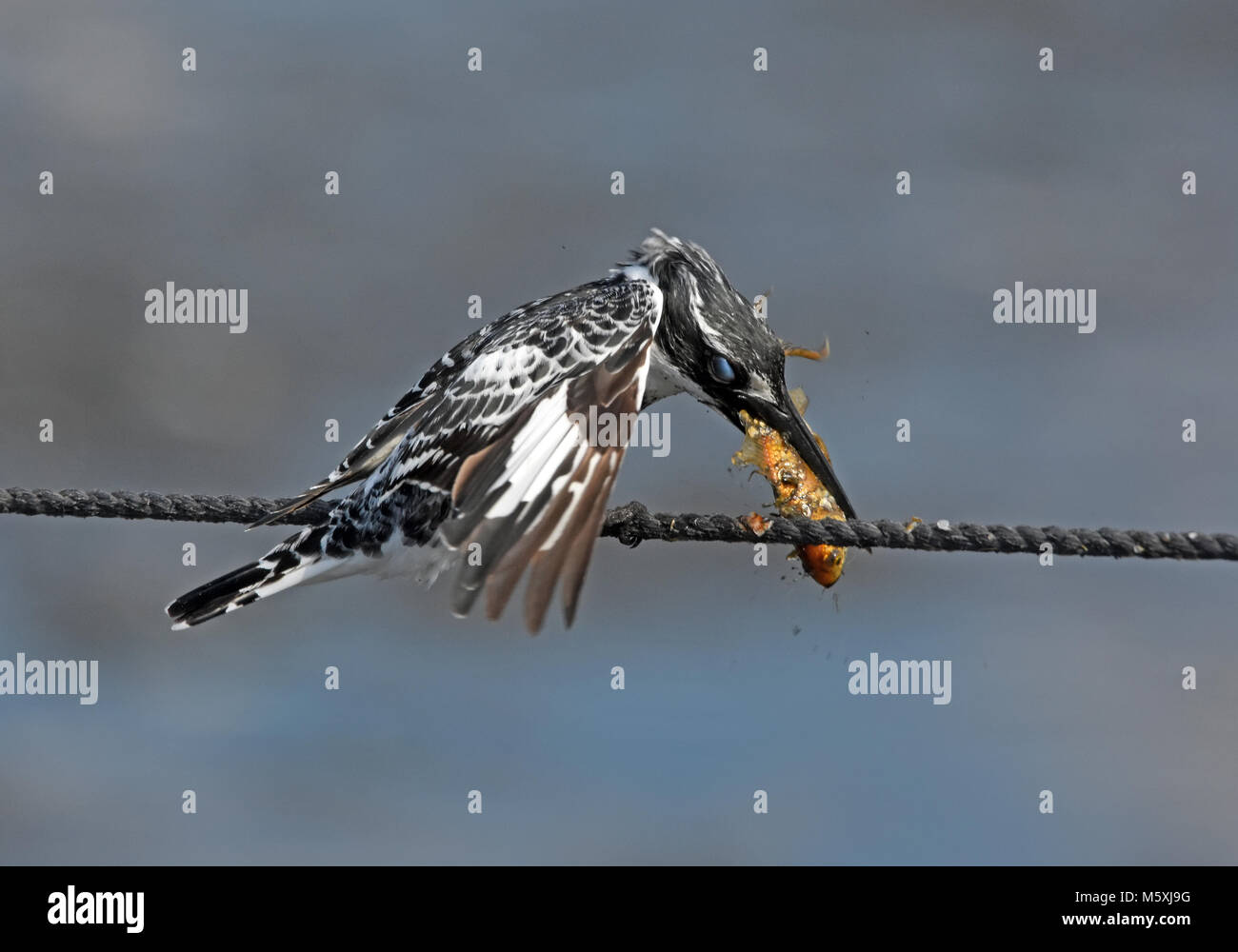 Pied kingfisher catch fish Stock Photo - Alamy