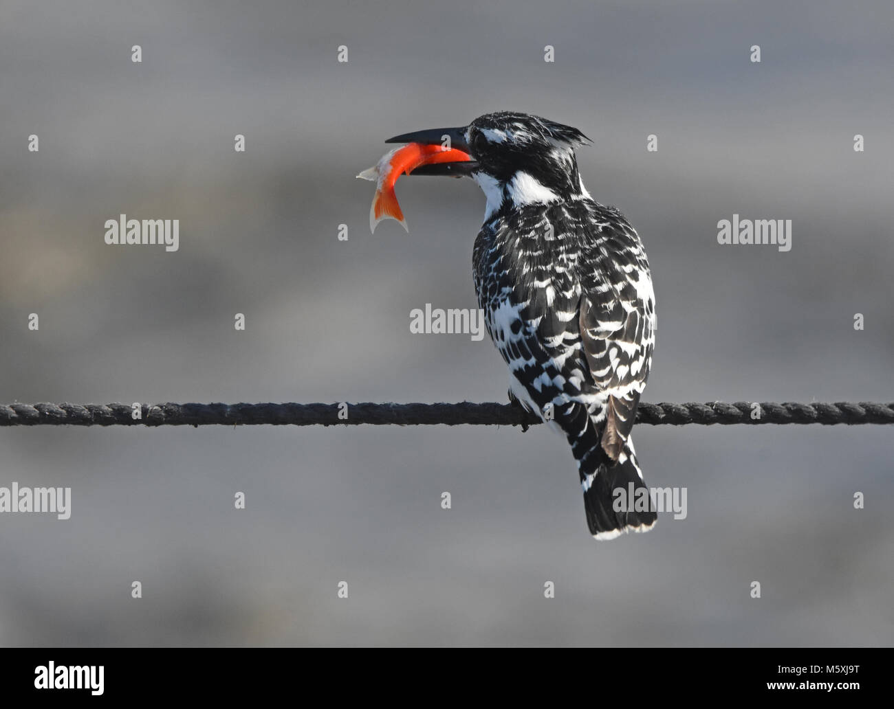 Pied kingfisher catch fish Stock Photo - Alamy
