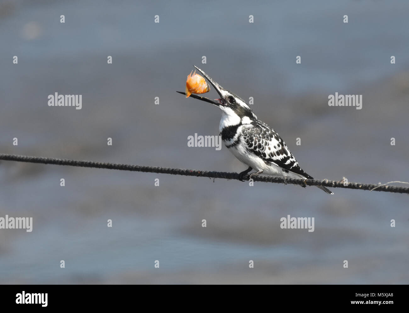Pied kingfisher catch fish Stock Photo - Alamy