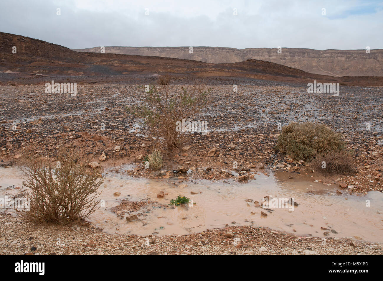 Ramon crater winter rain, Israel Stock Photo - Alamy