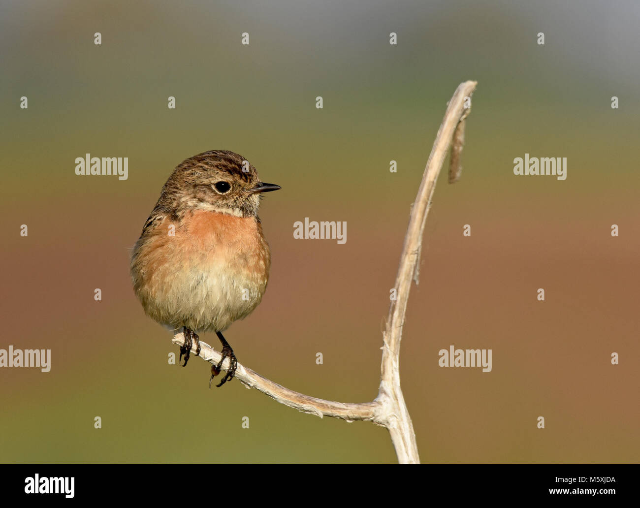 Common stonechat bird hi-res stock photography and images - Alamy