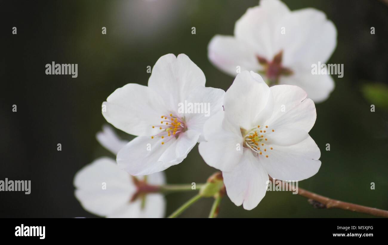 Rose sakura hi-res stock photography and images - Alamy