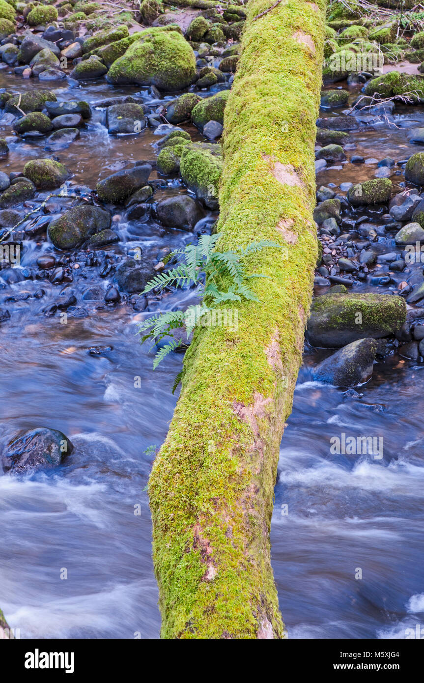 Fern growing out of tree branch Stock Photo - Alamy