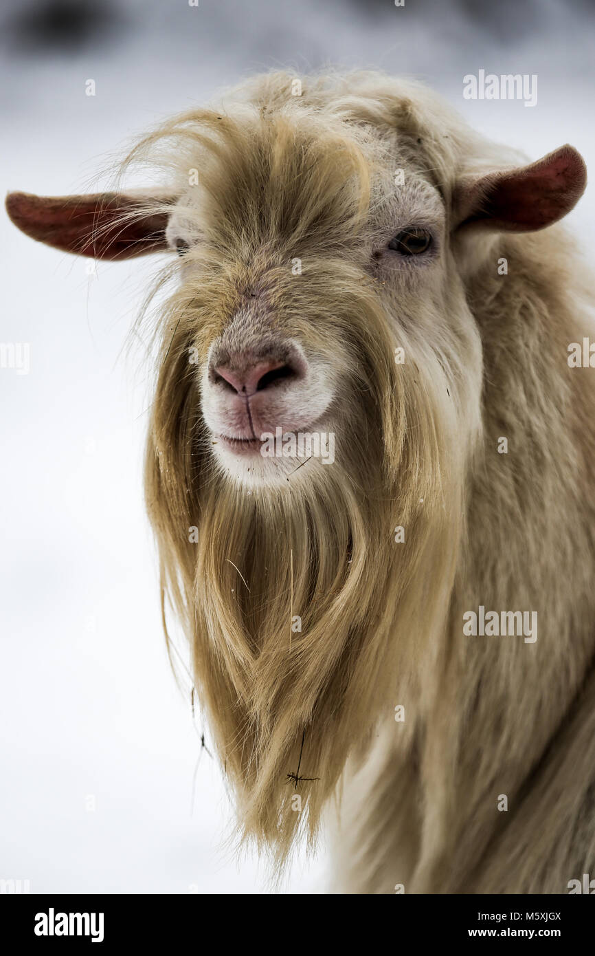 Stara planina mountains hi-res stock photography and images - Alamy