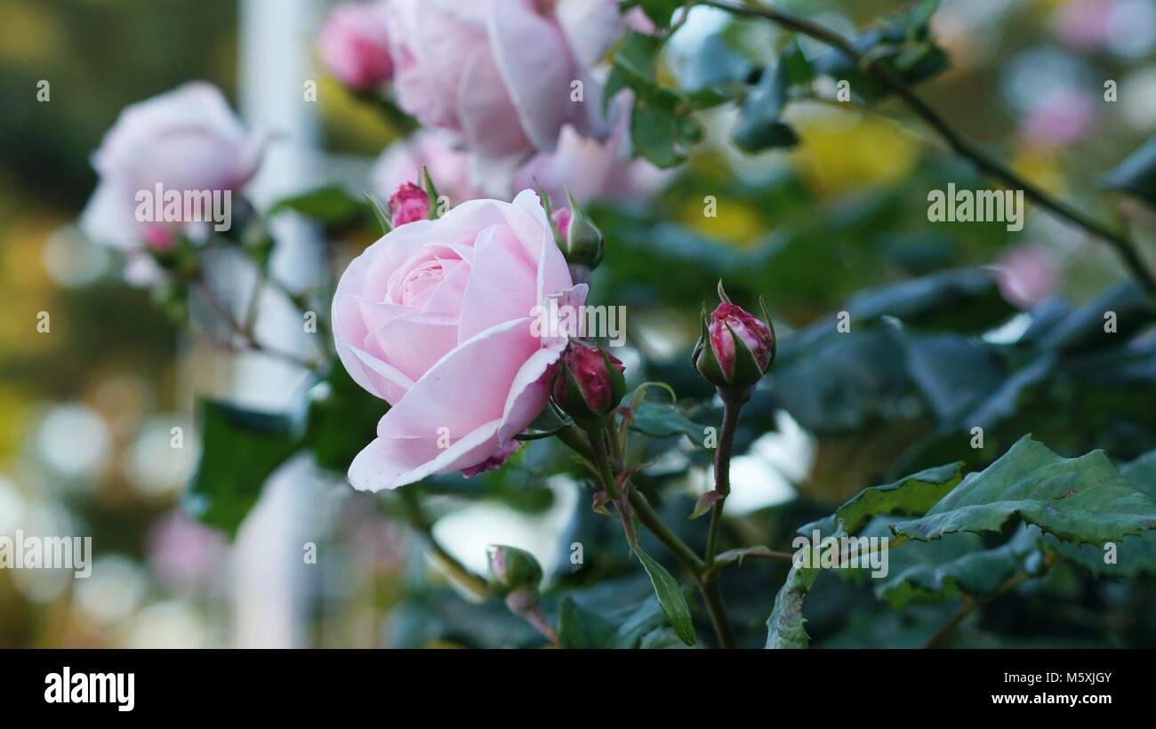 Rose in the wind hi-res stock photography and images - Alamy