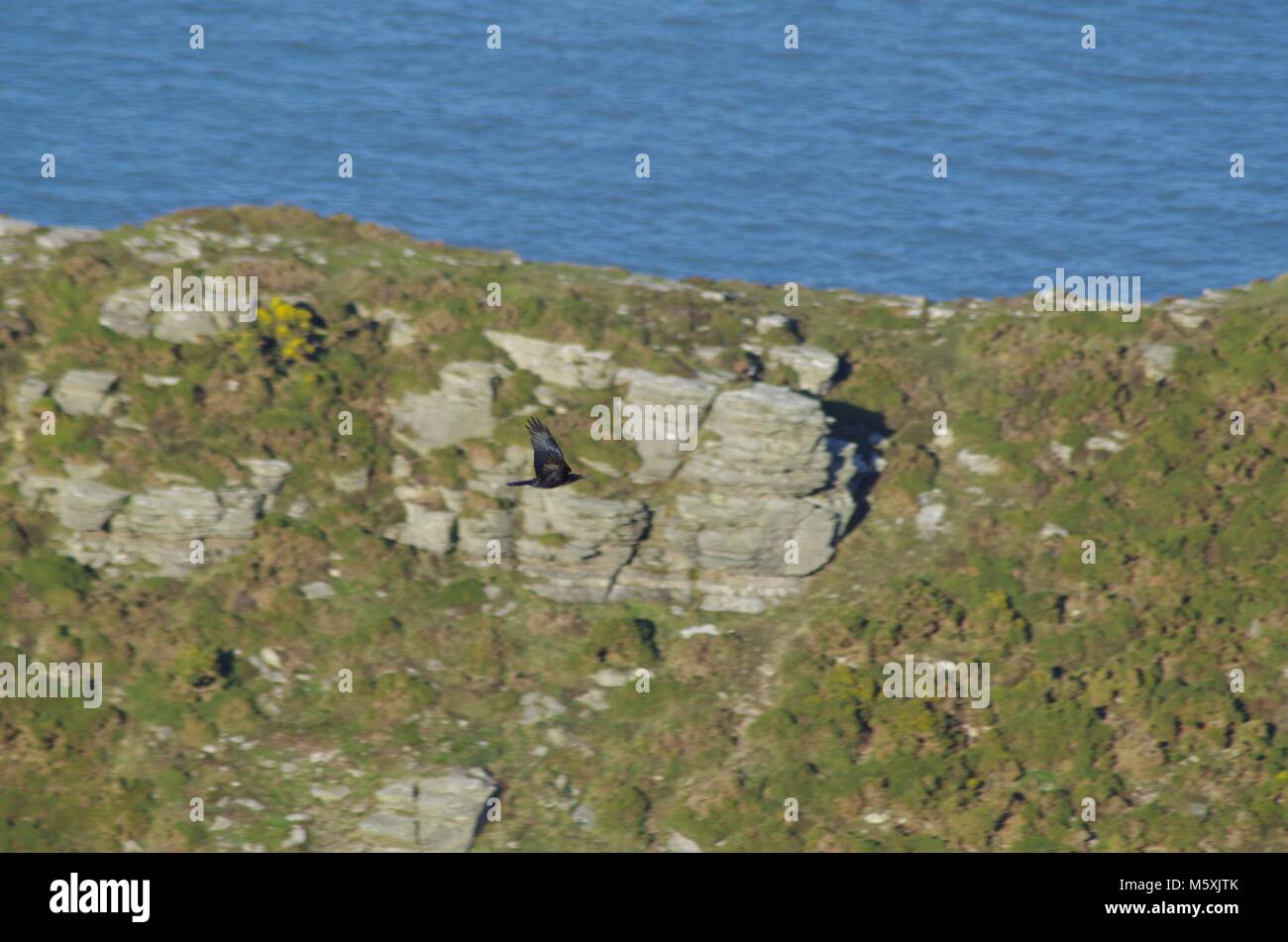 The Valley of the Rocks, Exmoor National Park, Carrion Crow Flying. Dry ...