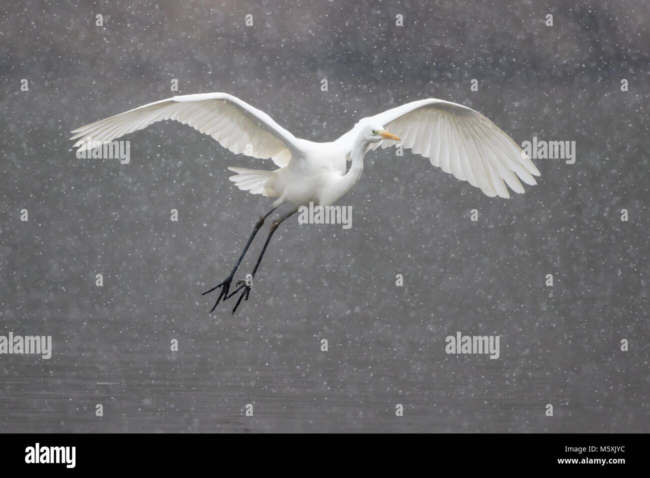 Great egret (Ardea alba) flying during snowfall, Hesse, Germany Stock ...
