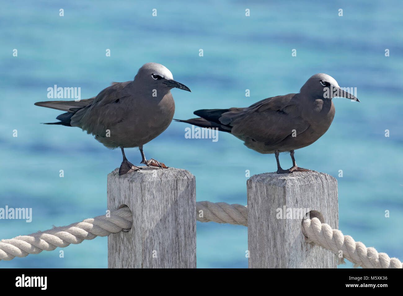 Lava gulls (Larus fuliginousus), sitting on handrail, Moorea, French ...