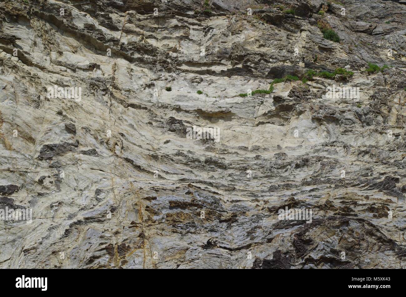 Close Up Background Photo of Contorted Metamorphic Slate of the Sea ...