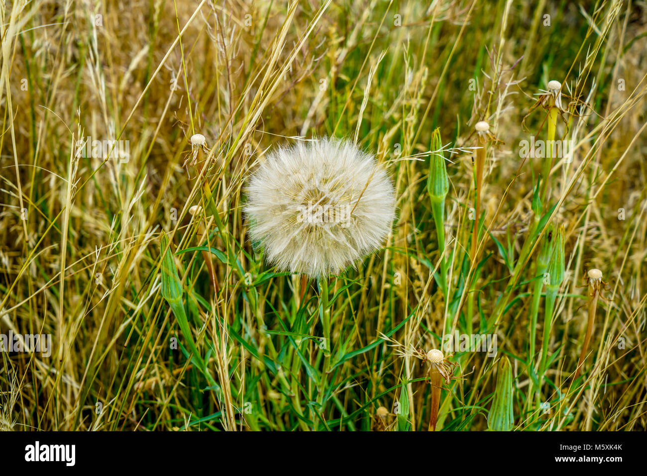 Tall Dandelion High Resolution Stock Photography and Images - Alamy