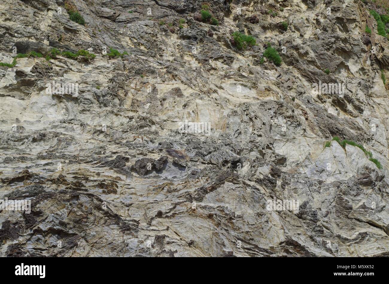 Close Up Background Photo of Contorted Metamorphic Slate of the Sea ...