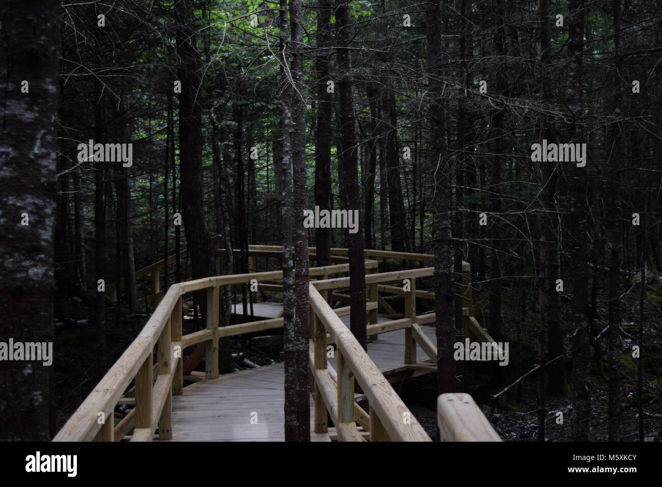 A path through the woods Stock Photo - Alamy