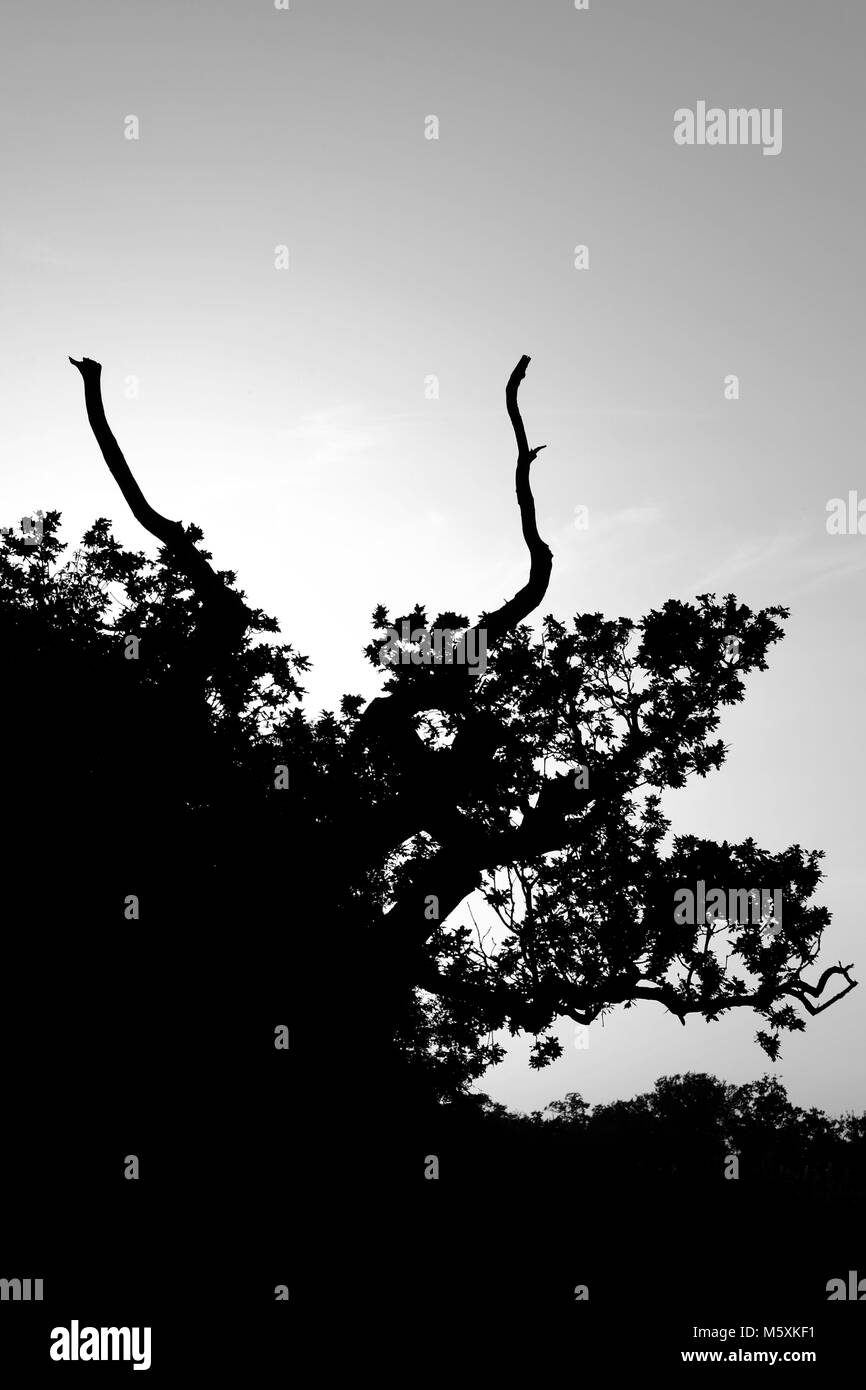 Monochromatic, Negative Space Photo of a Gnarled English Oak Tree ...