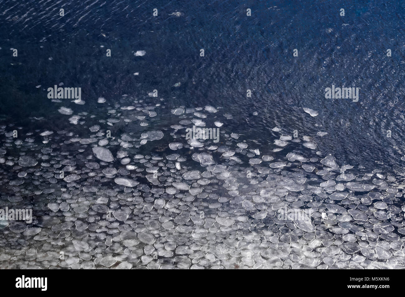 Melted and chopped ice pieces float in the water as a symbol of the ...