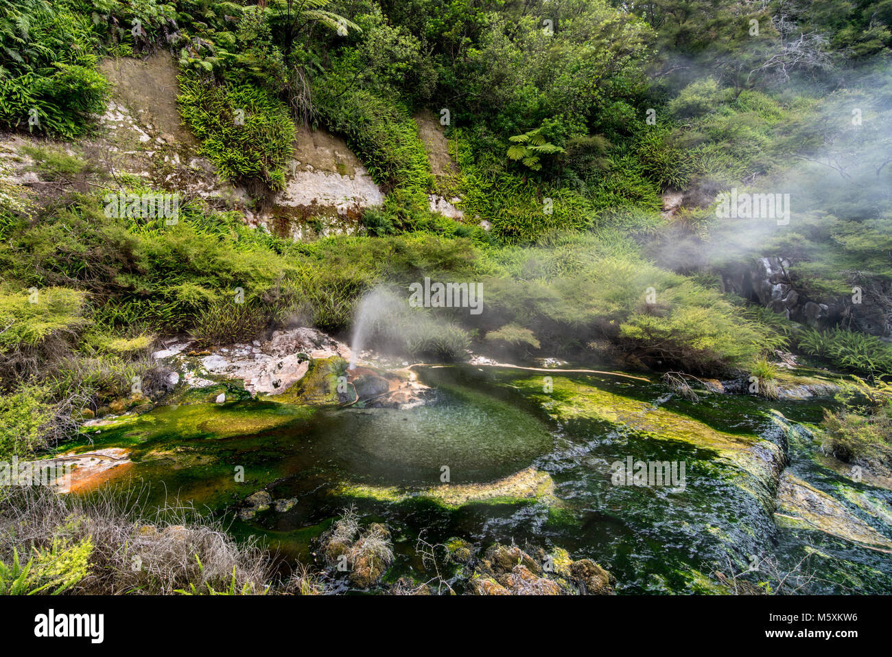 Prehistoric landscape with geothermal springs, Rotorua, New Zealand ...