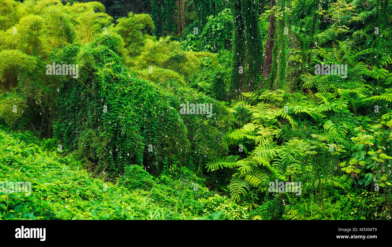 Lush vegetation at Akaka Falls State Park, Hamakua Coast, The Big ...