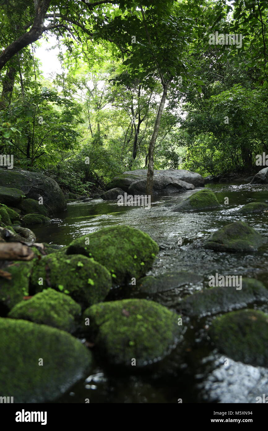 Rainforest kerala hi-res stock photography and images - Alamy