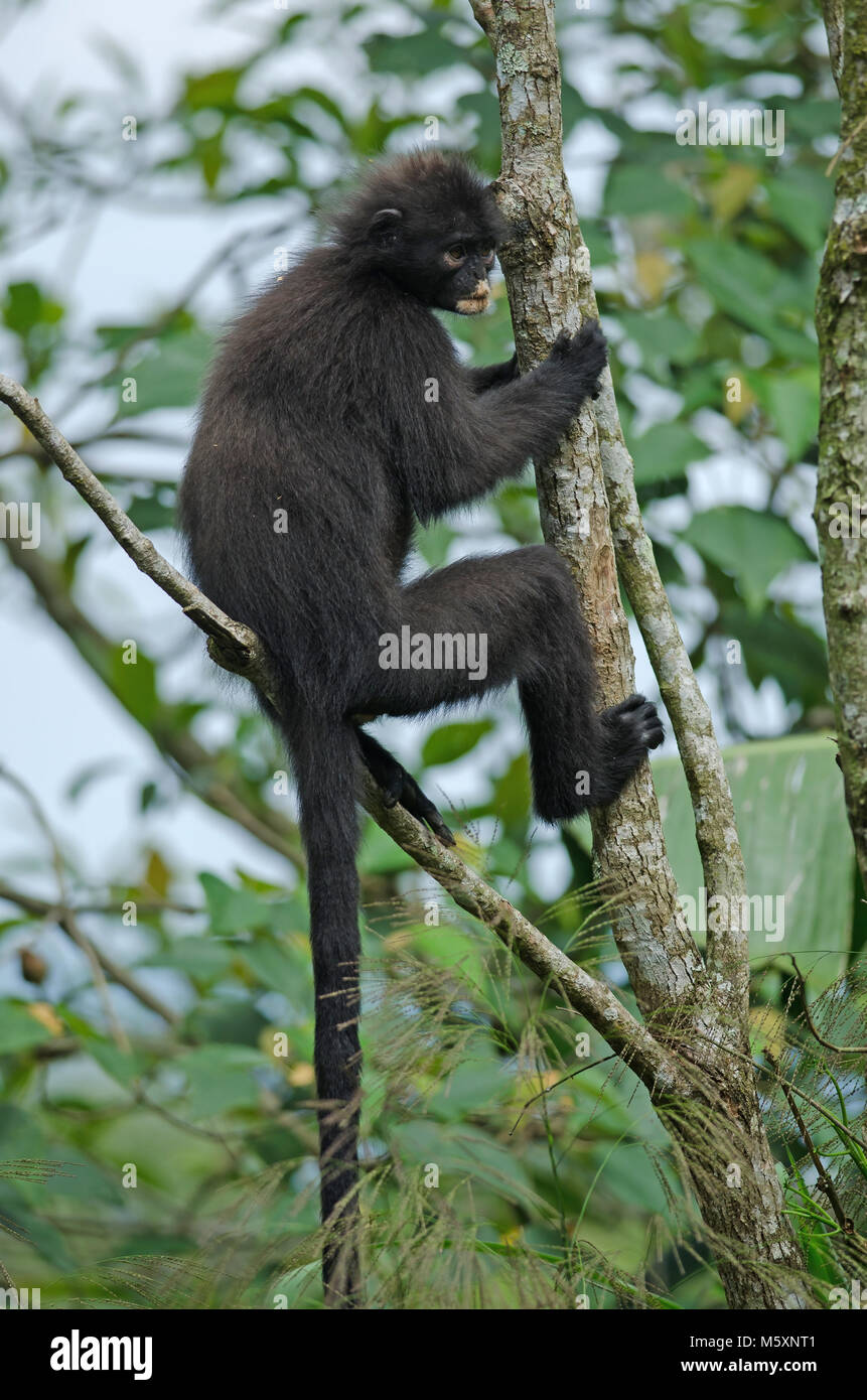 Presbytis femoralis hi-res stock photography and images - Alamy
