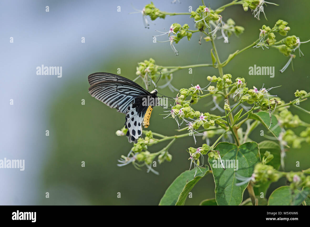 Beautiful Whitehead Batwing butterfly on flower (Parides sycorax) it is ...