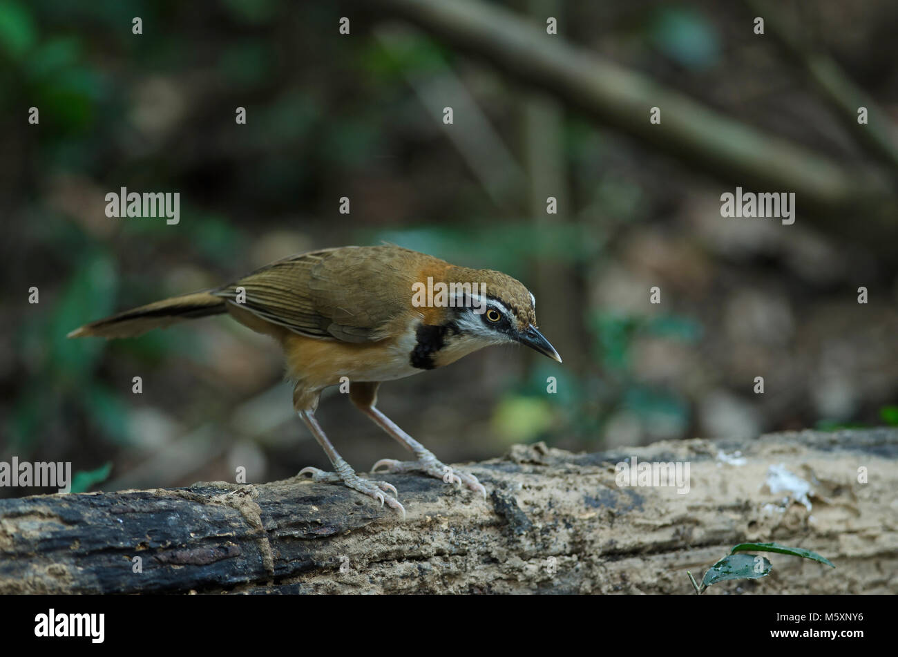 Greater Necklaced Laughingthrush (Garrulax pectoralis) in nature Stock ...