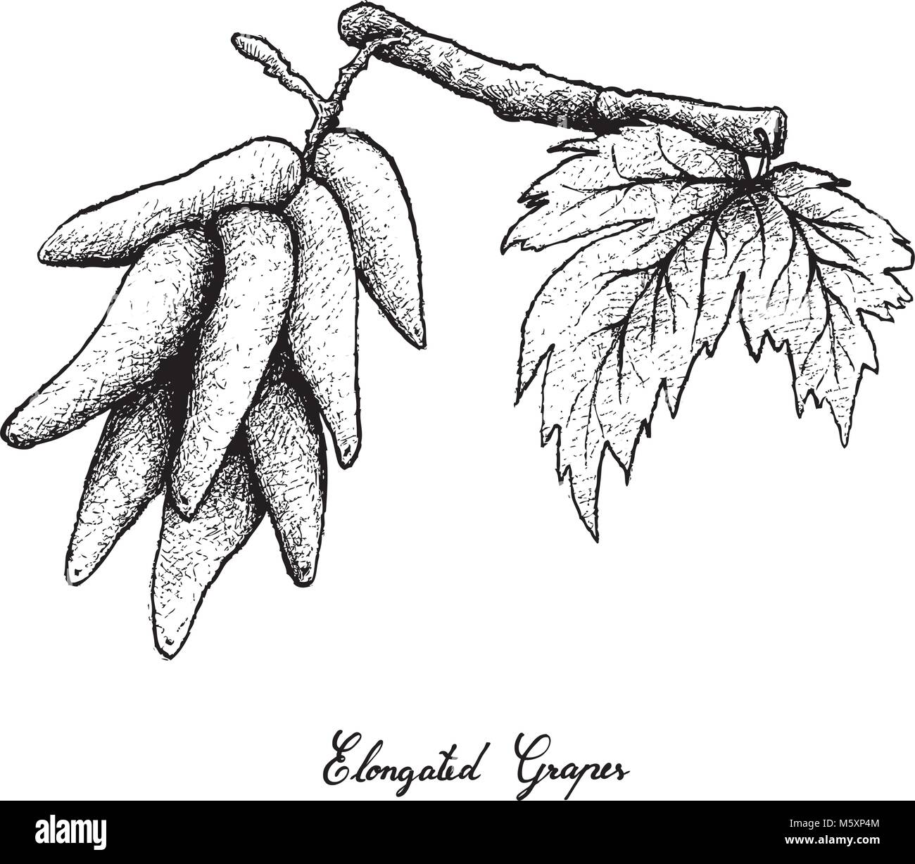 Berry Fruits, Illustration of Hand Drawn Sketch Bunch of Fresh ...