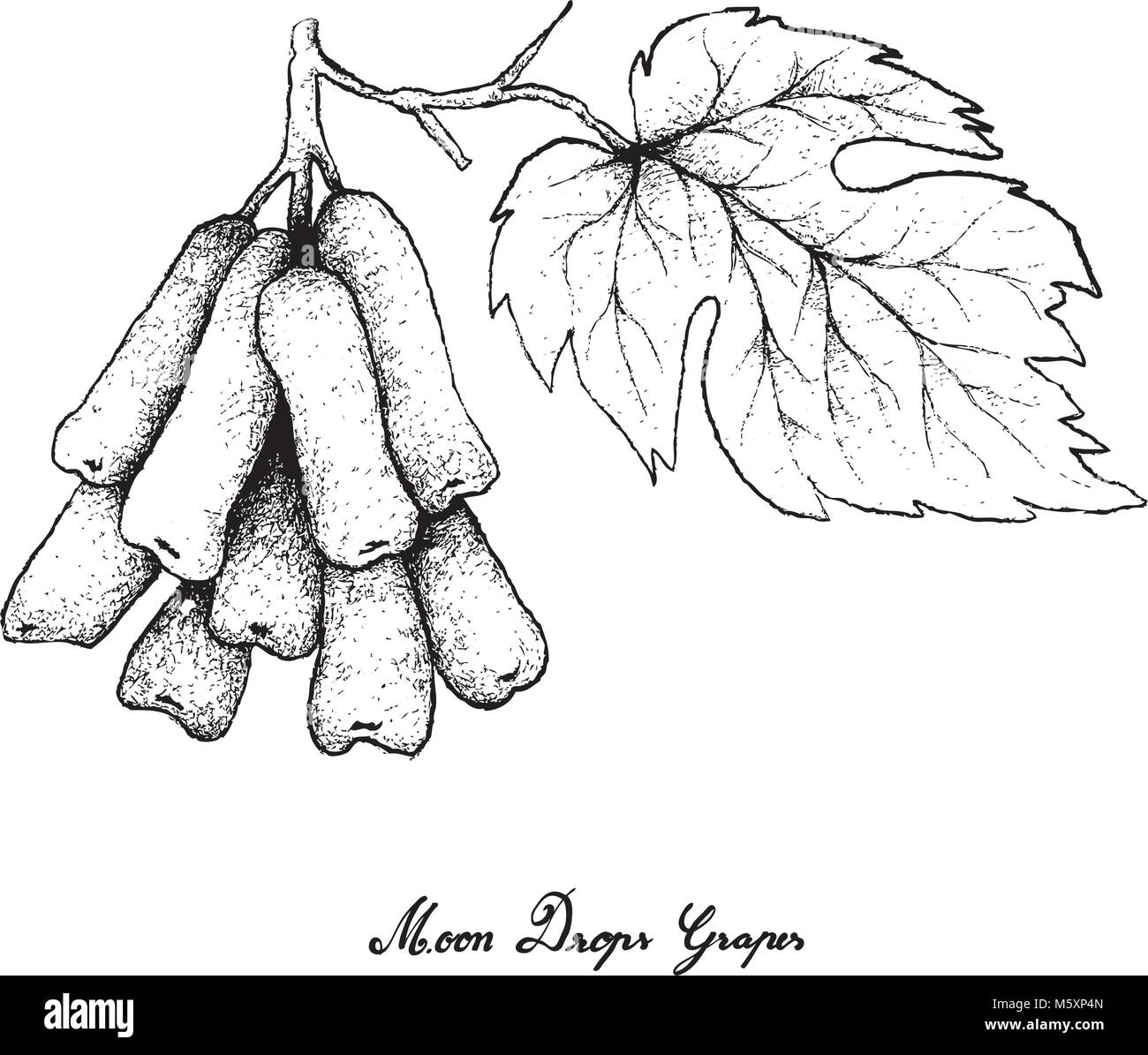 Long black grapes Stock Vector Images - Alamy