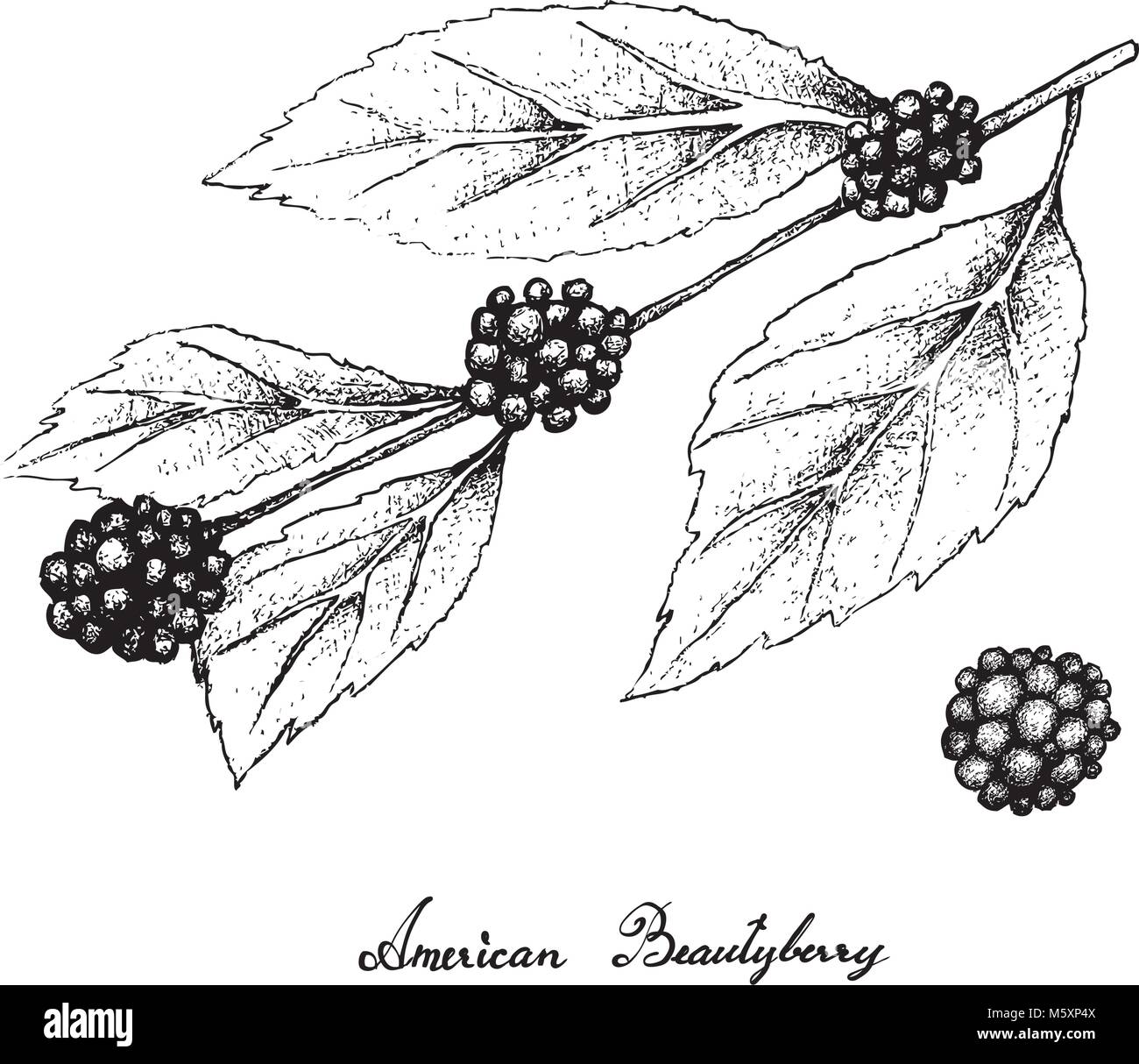 American Beautyberry Stock Photos & American Beautyberry Stock Images ...