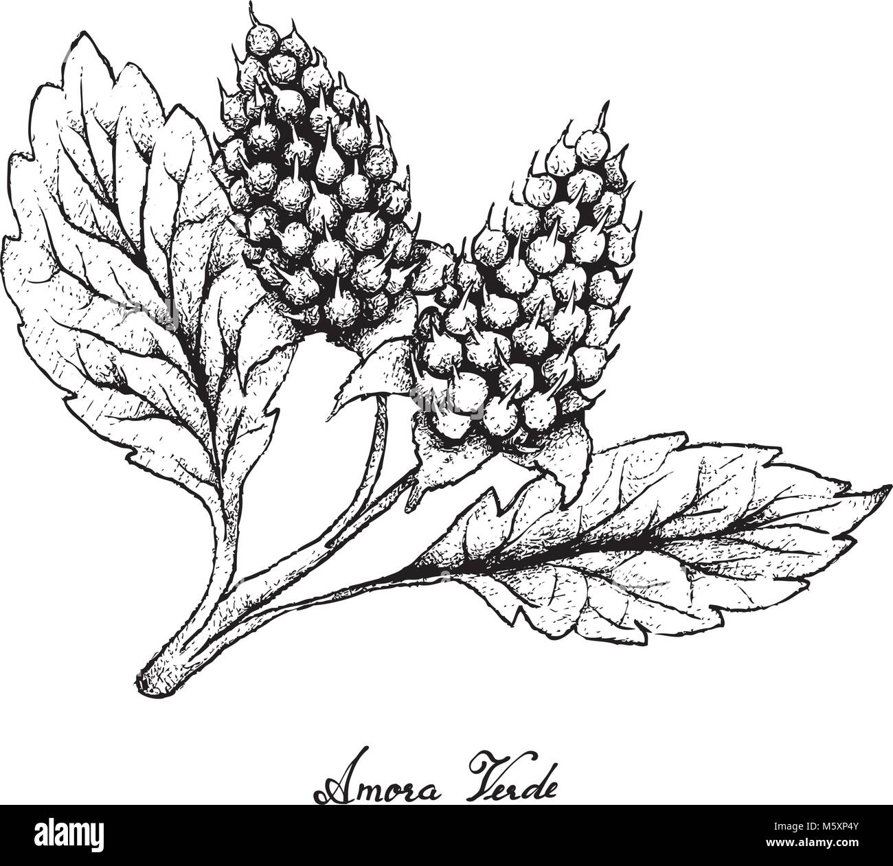 Mulberry tree berries Stock Vector Images - Alamy