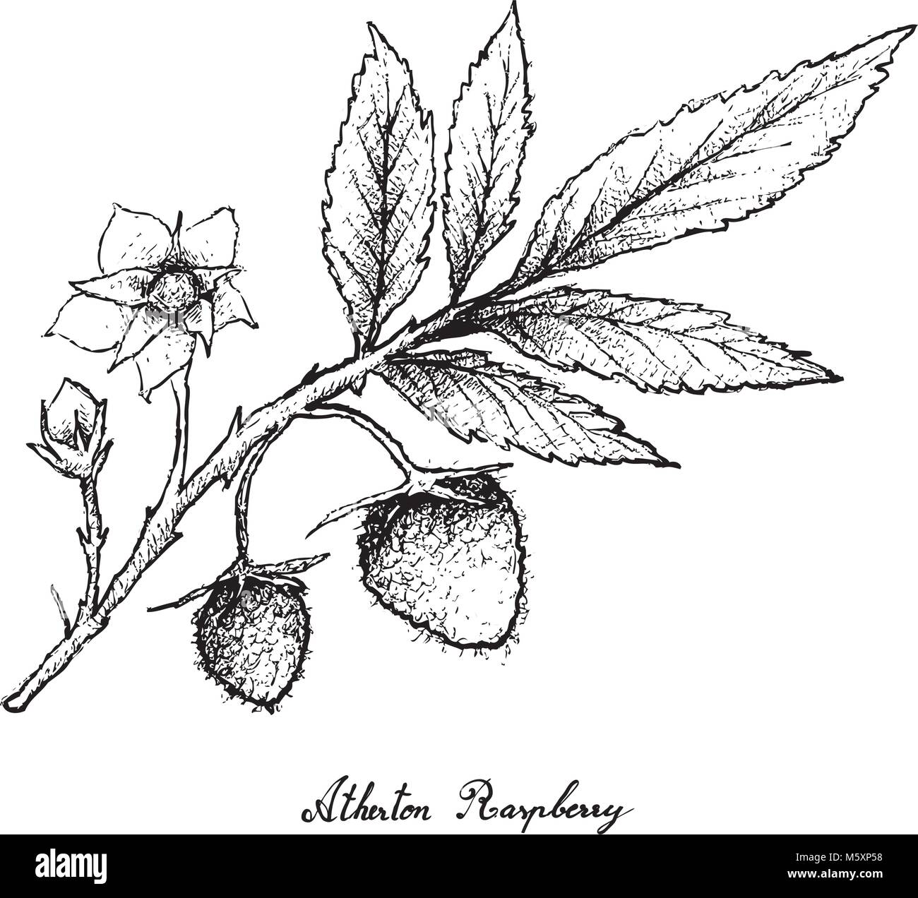 Berry Fruit, Illustration Hand Drawn Sketch of Fresh Atherton Raspberry ...