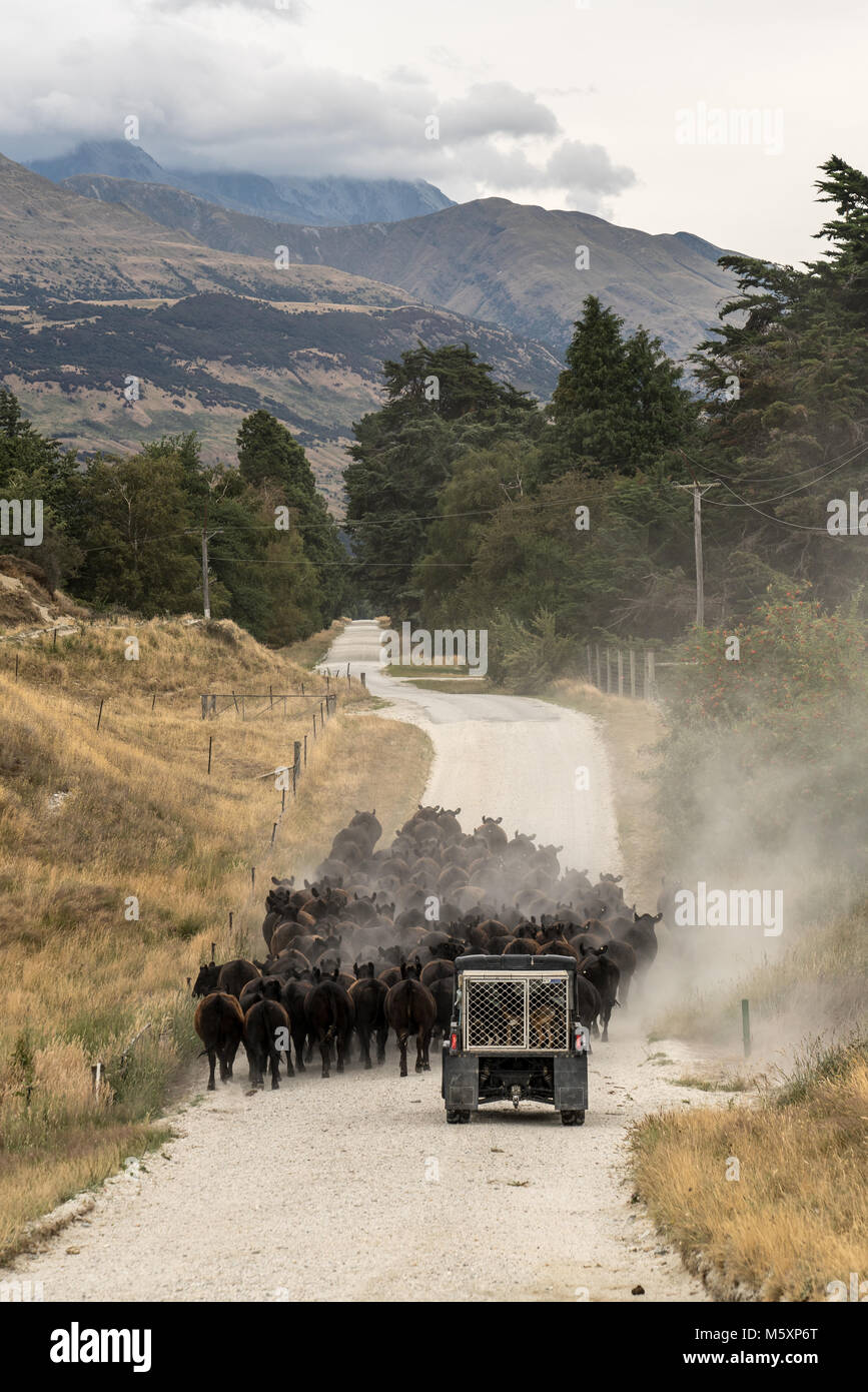 Cattle driven along road in rural New Zealand Stock Photo - Alamy