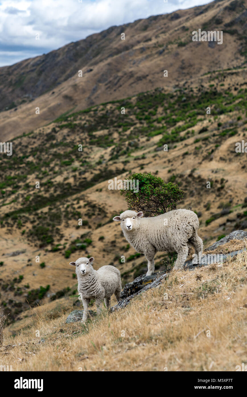 Free roaming farm animals hi-res stock photography and images - Alamy