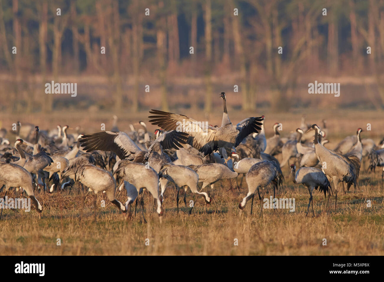 Common cranes dancing in their natural habitat in Sweden Stock Photo ...