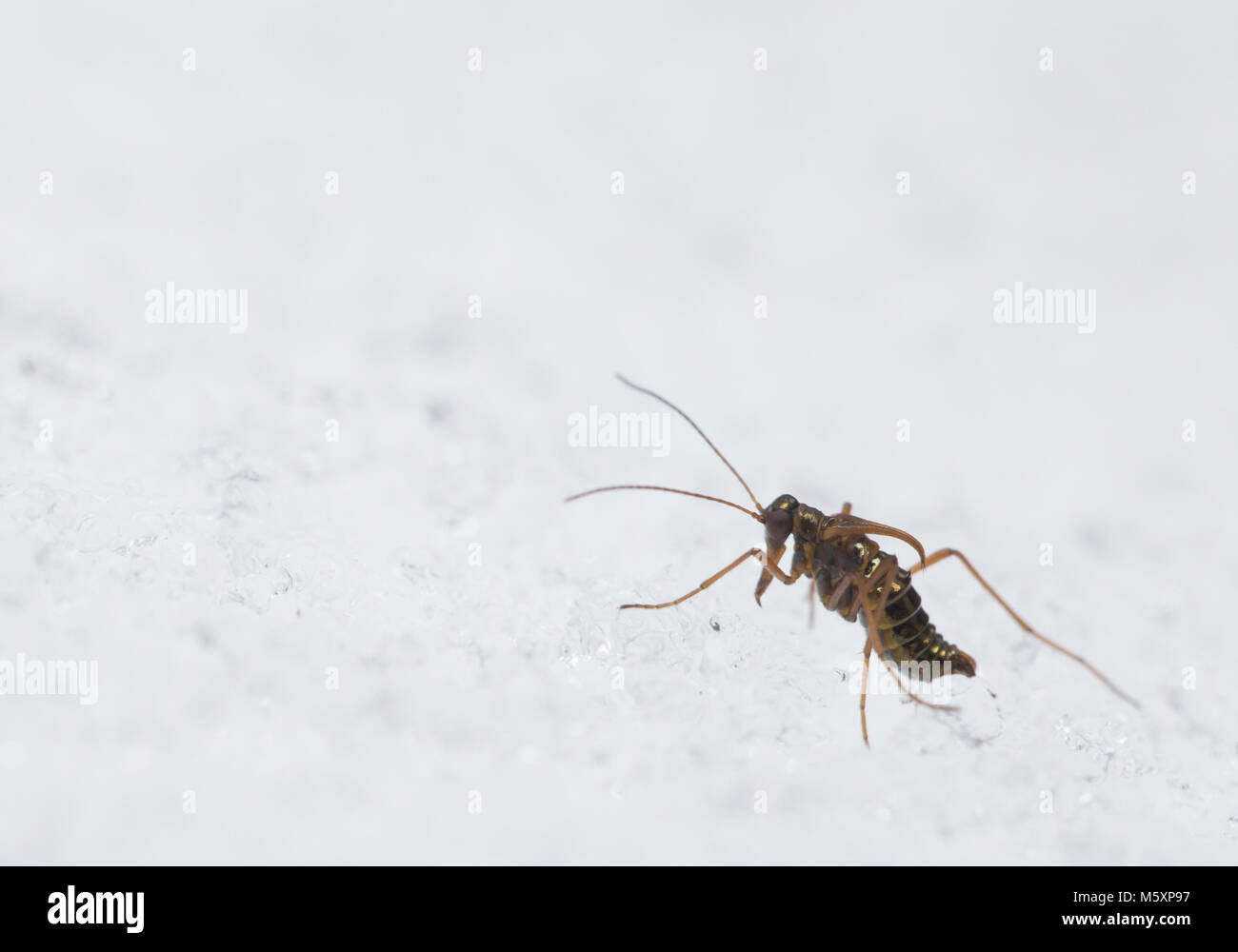 Snow flea hi-res stock photography and images - Alamy