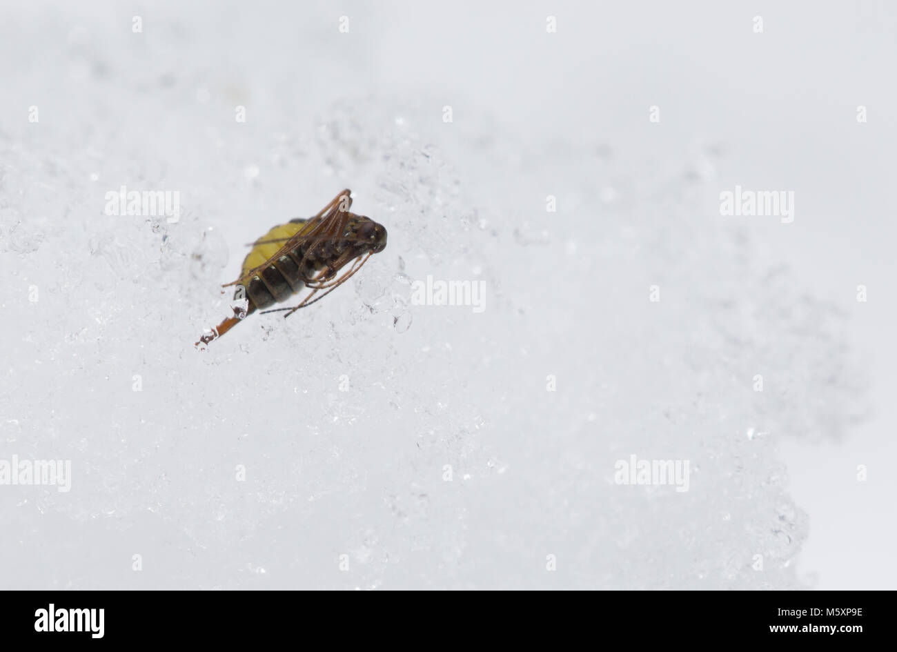 Flea fly hi-res stock photography and images - Alamy