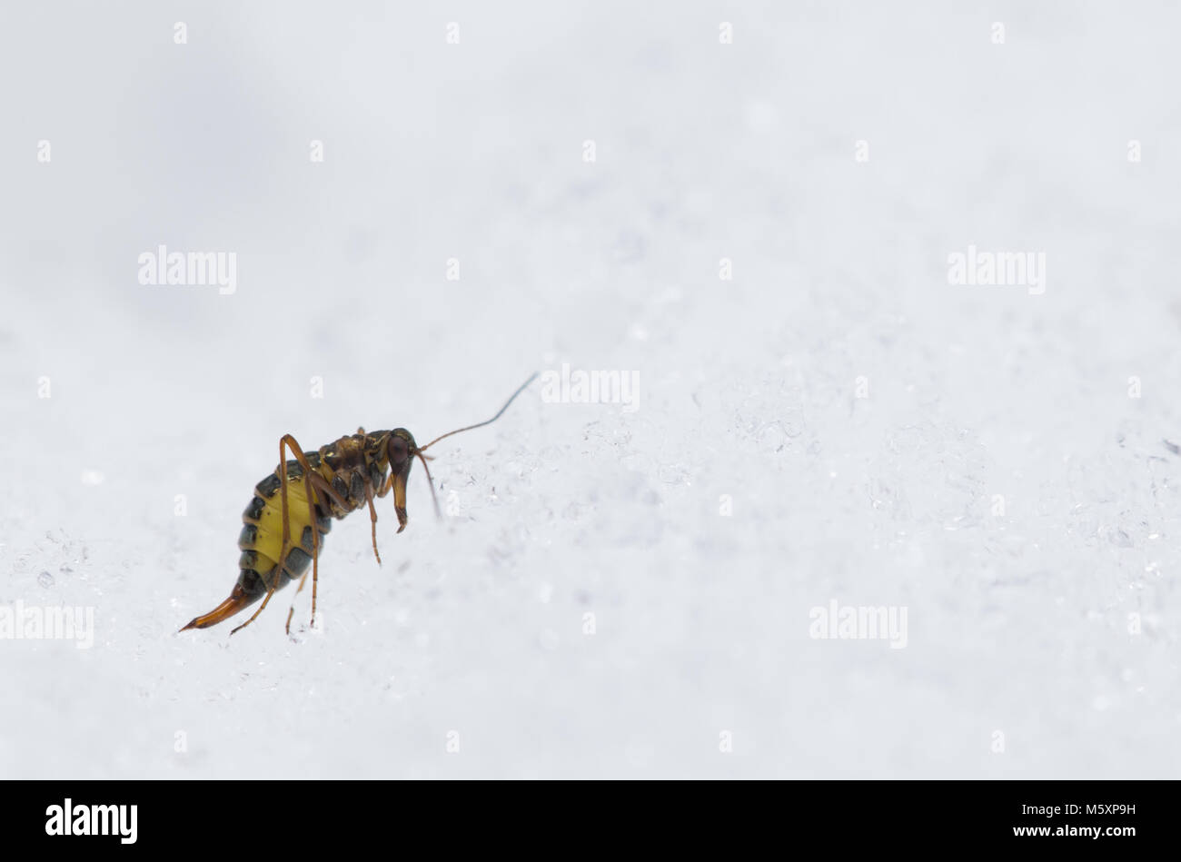 Snow Scorpionfly High Resolution Stock Photography and Images - Alamy