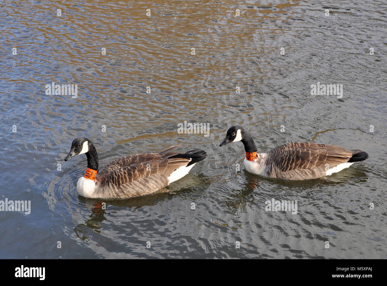 Two canada geese Stock Photo - Alamy