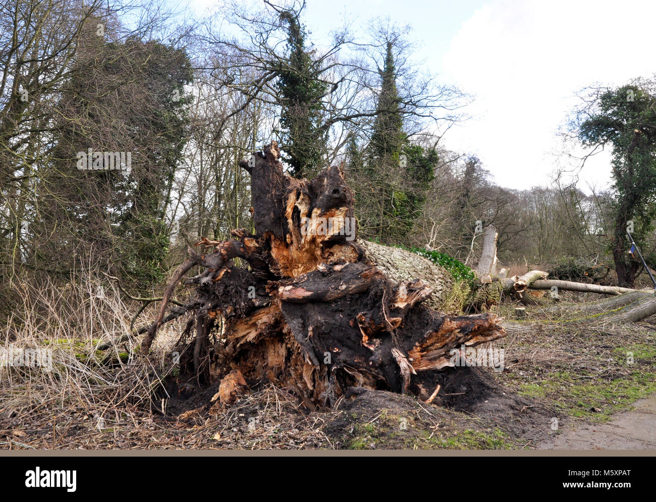 Uprooted dead tree hi-res stock photography and images - Alamy