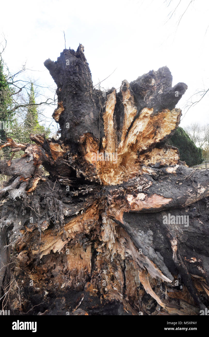 Underneath tree roots hi-res stock photography and images - Alamy