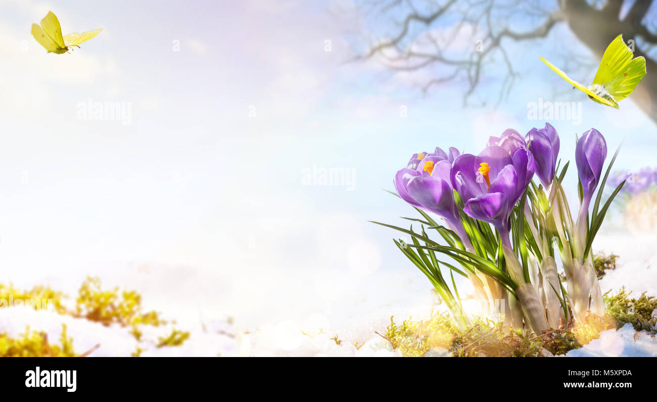 spring flowers and flight butterfly on spring meadow background Stock ...